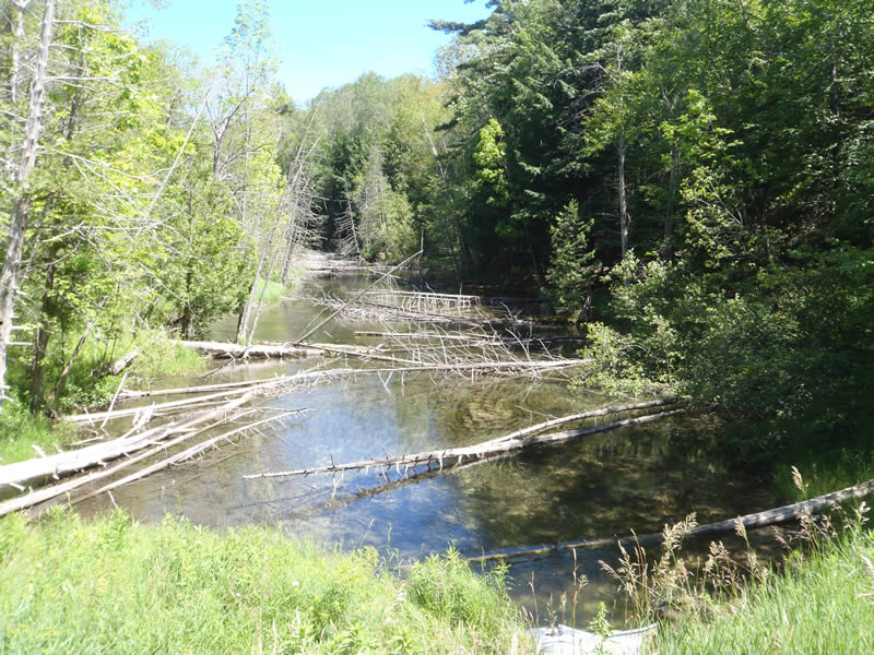 Road Stream Crossing Site PLT-A-4