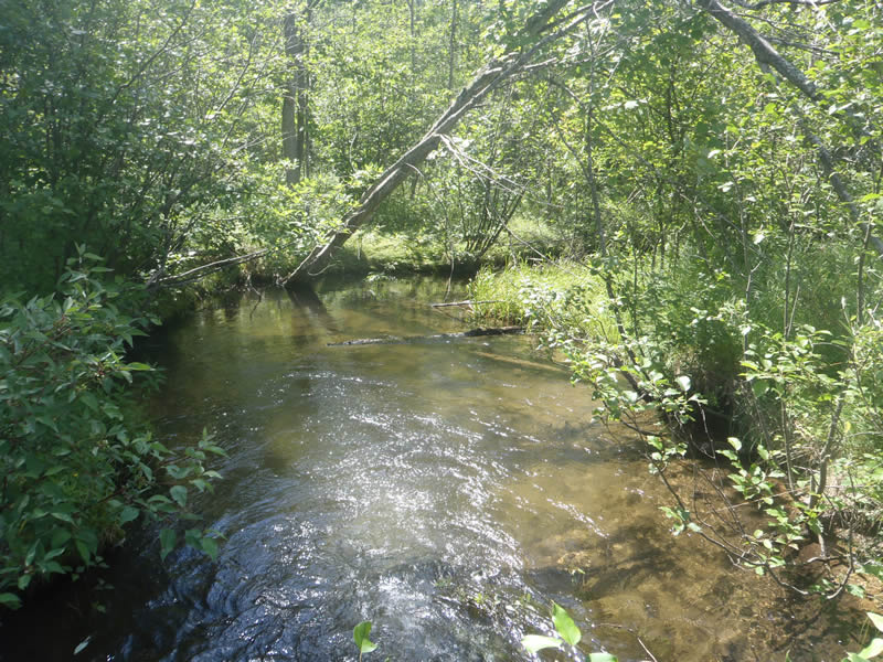 Road Stream Crossing Site PLT-P-4