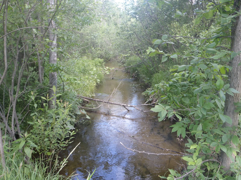 Road Stream Crossing Site PLT-P-4